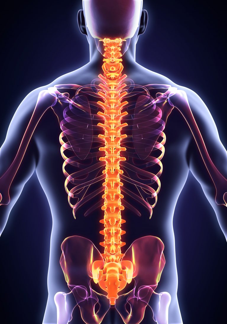 Knowledge Is Power Why Your Spine Is So Important Homewood Knowledge Is Power Why Your Spine Is So Important Homewood